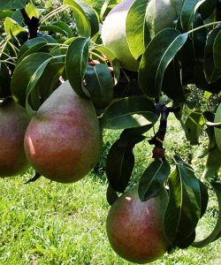 Anjou Pear Tree - Leona Stone & Building Supply Ltd.